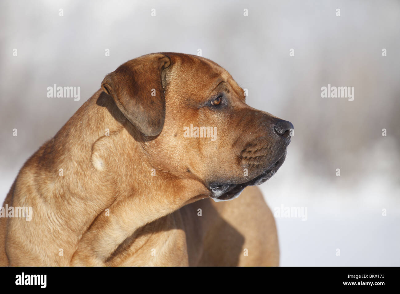 Portraits de sumo Banque de photographies et d’images à haute ...