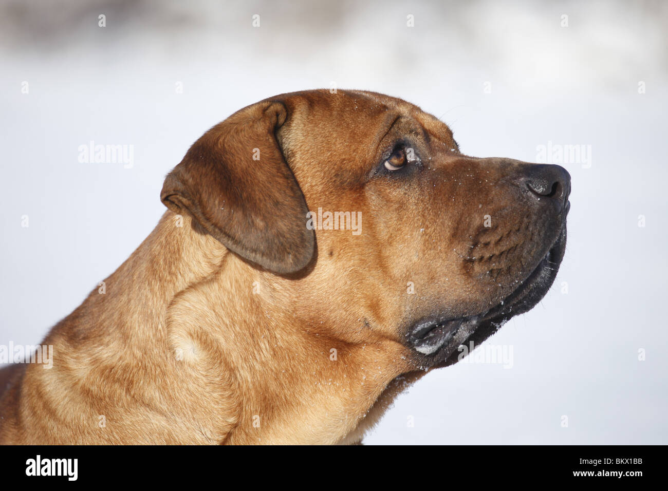 Portraits de sumo Banque de photographies et d’images à haute ...