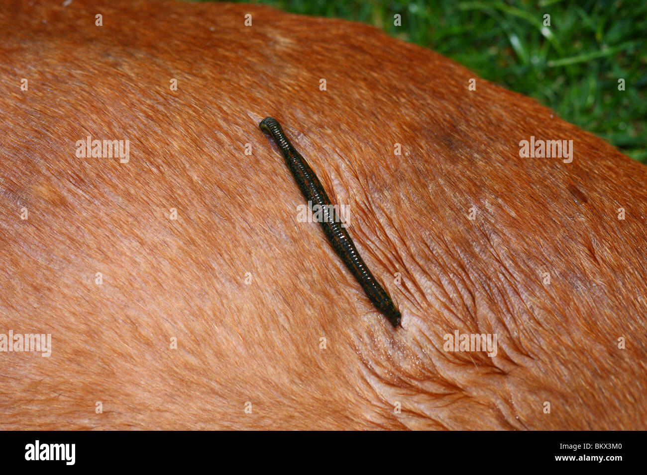 thérapie de la sangsue Photo Stock - Alamy