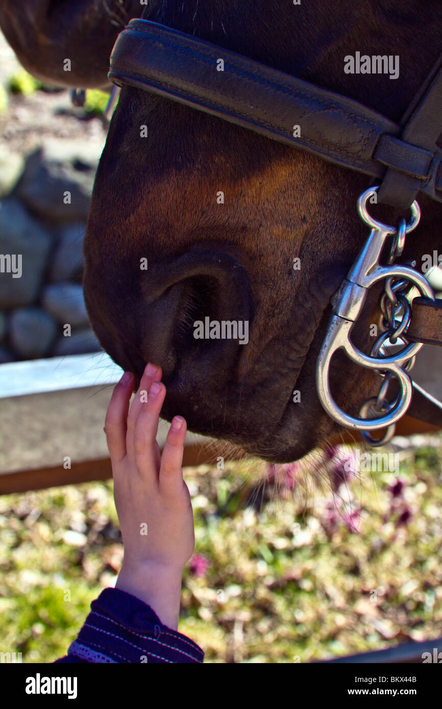 Grand cheval Banque de photographies et d’images à haute résolution - Alamy