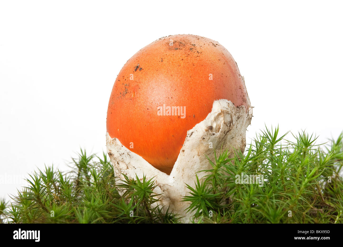 Champignon amanite des cesars Banque de photographies et d’images à ...