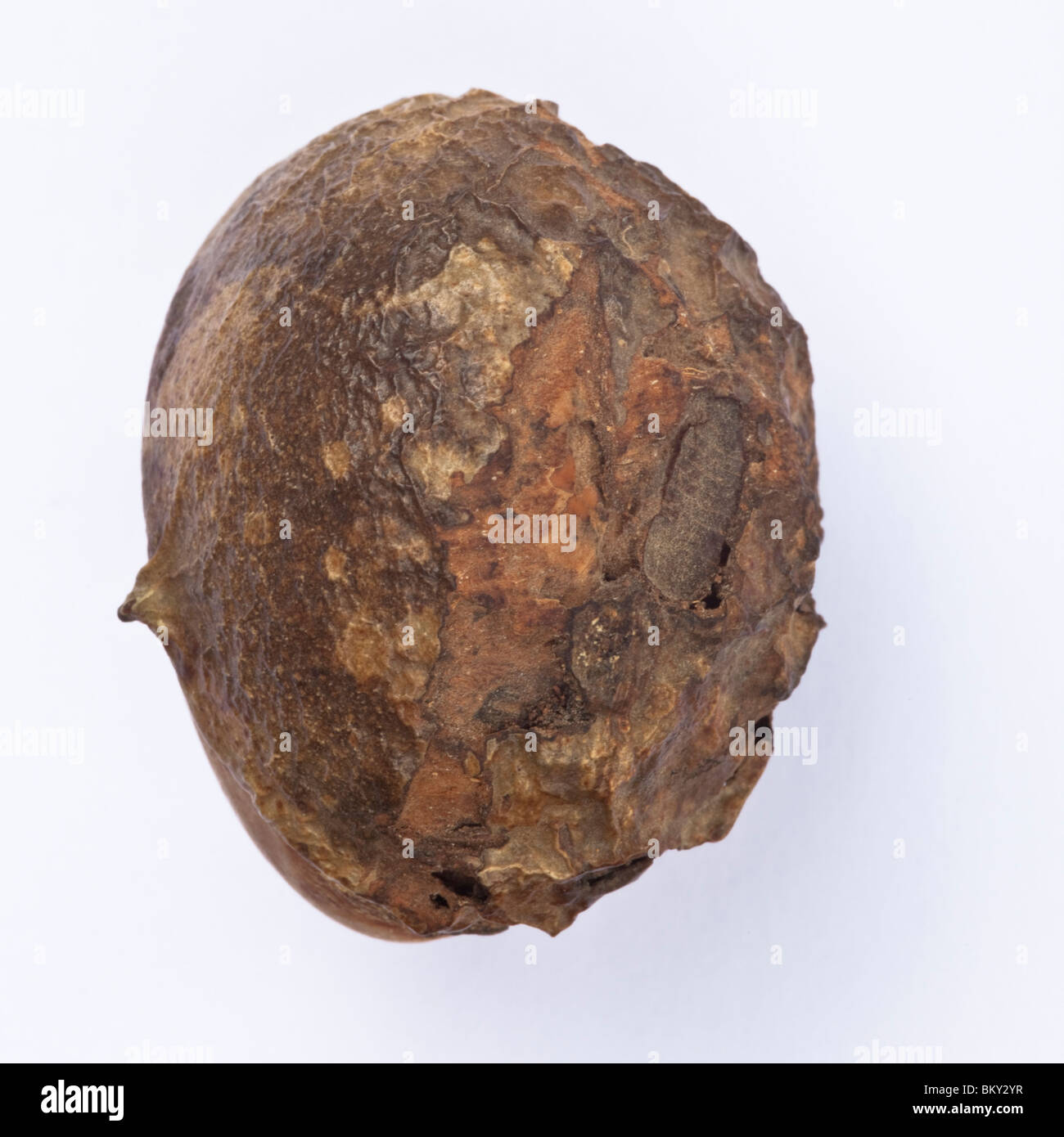 Dodo tree Banque de photographies et d’images à haute résolution - Alamy