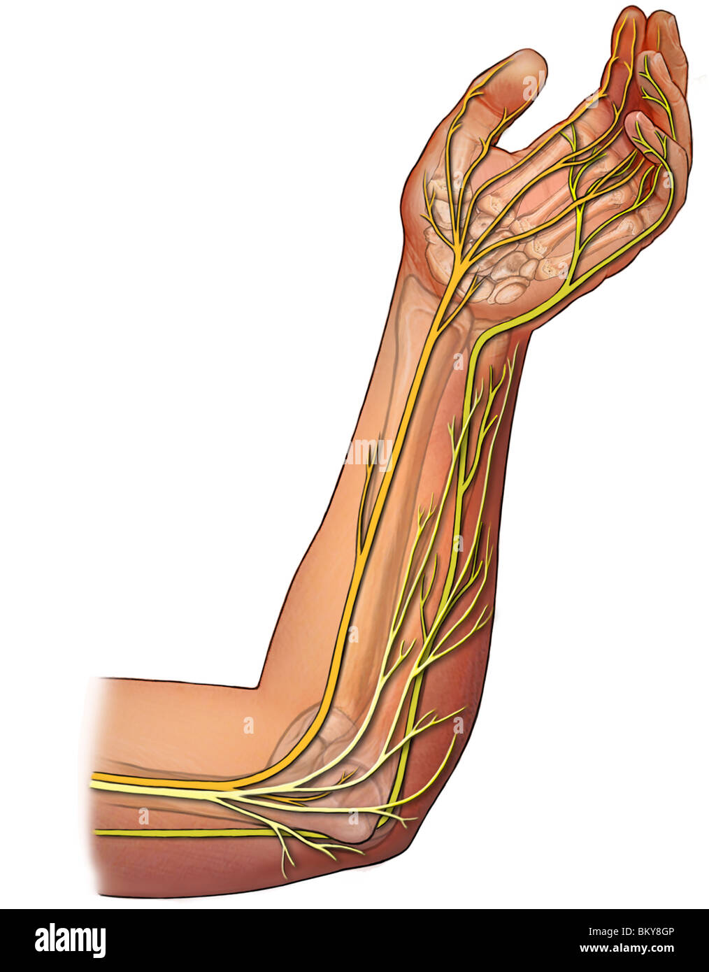 Nerf radial Banque de photographies et d’images à haute résolution - Alamy