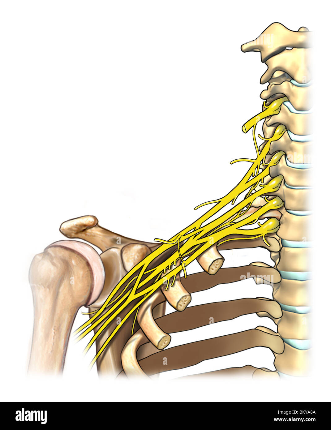 Plexus Cervical Banque d'image et photos - Alamy