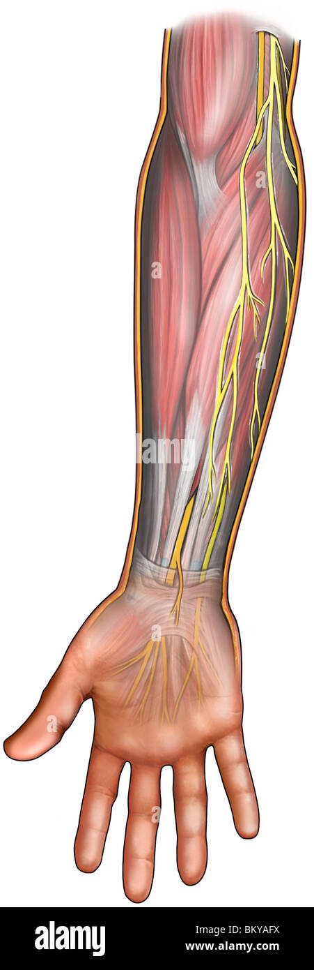 Fascia Brachial Banque d'image et photos - Alamy