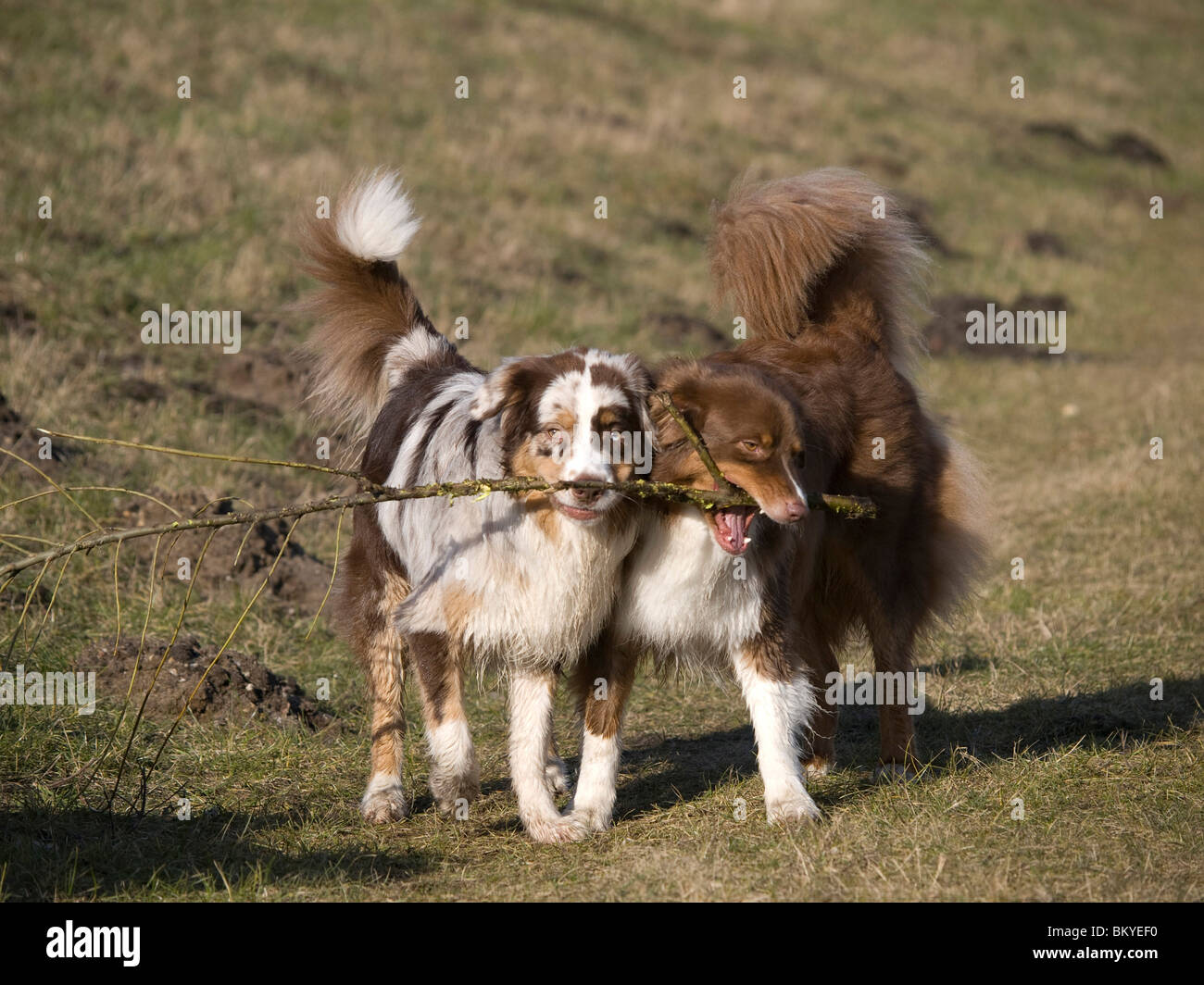 Bâton de bergers Banque de photographies et d’images à haute résolution - Alamy