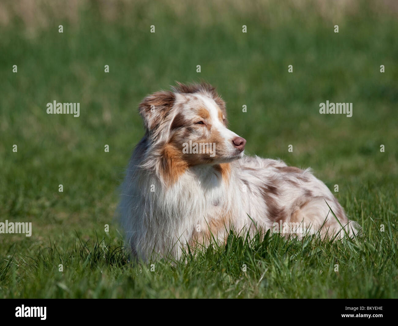 Chien berger australien rouge merle Banque de photographies et d’images ...