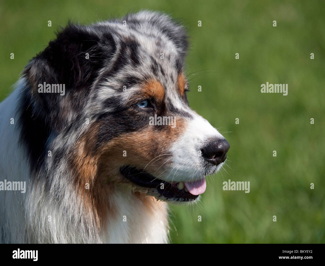 Berger australien merle bleu Banque de photographies et d’images à ...