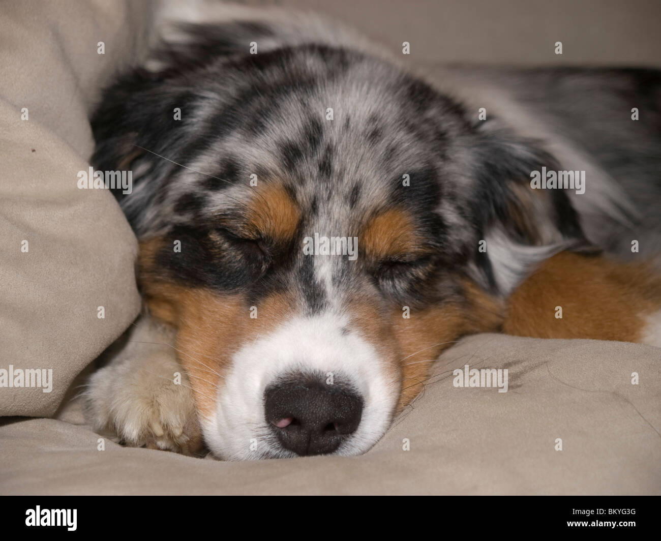 Berger australien merle bleu Banque de photographies et d’images à ...