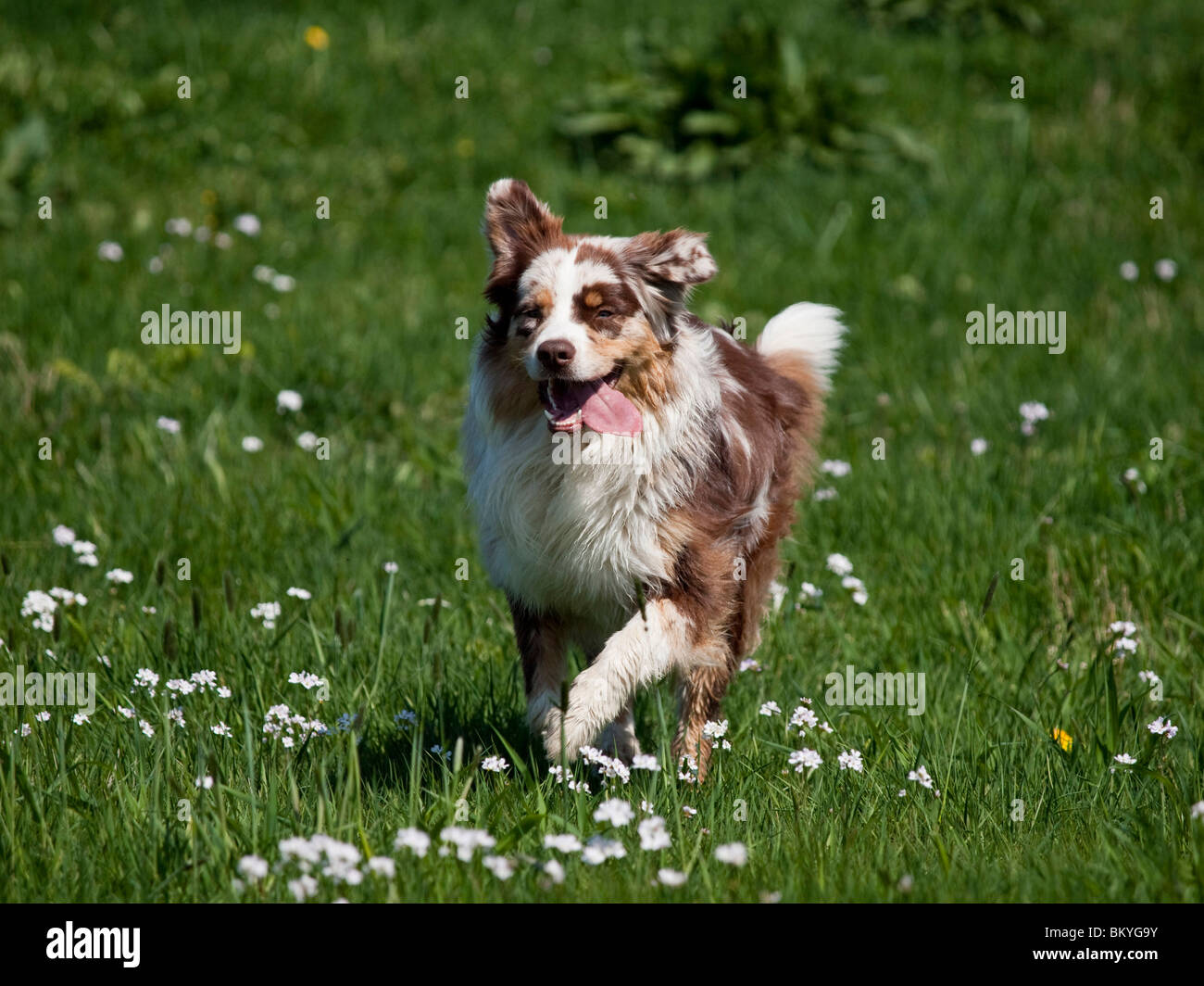 Chien berger australien rouge merle Banque de photographies et d’images ...