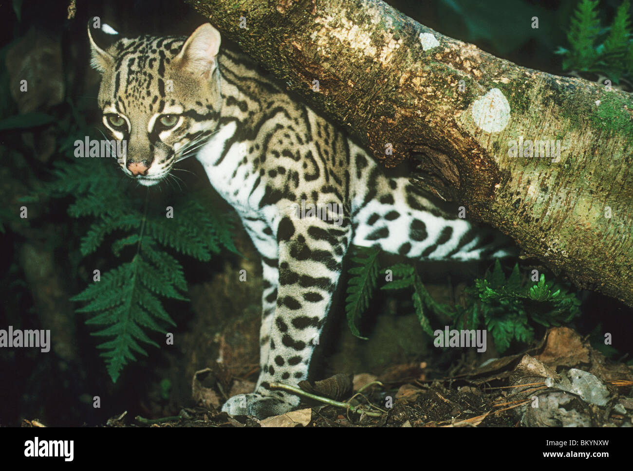 Felis pardalis ocelots chat sauvage Banque de photographies et d’images ...