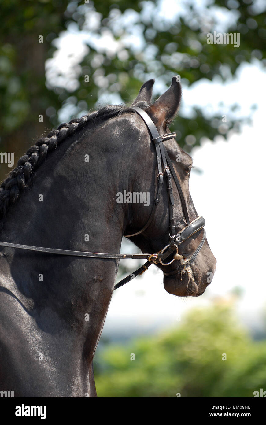Cheval frison tresse Banque de photographies et d’images à haute ...