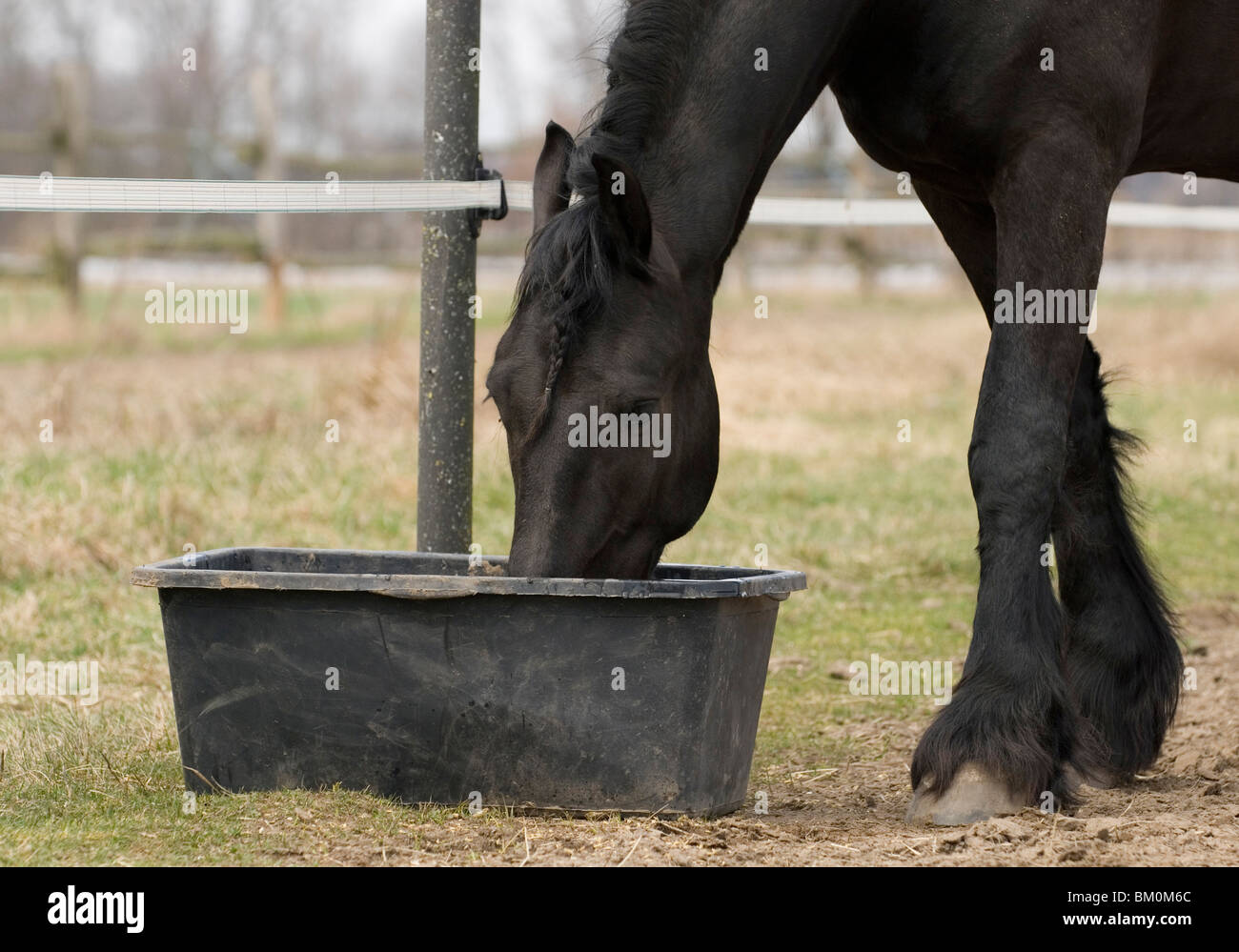 Le cheval boit de l'eau Banque de photographies et d’images à haute ...
