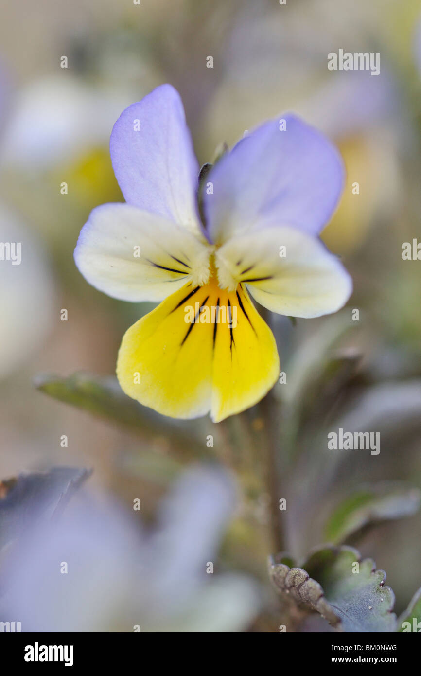 Viola tricolor Banque de photographies et d’images à haute résolution ...