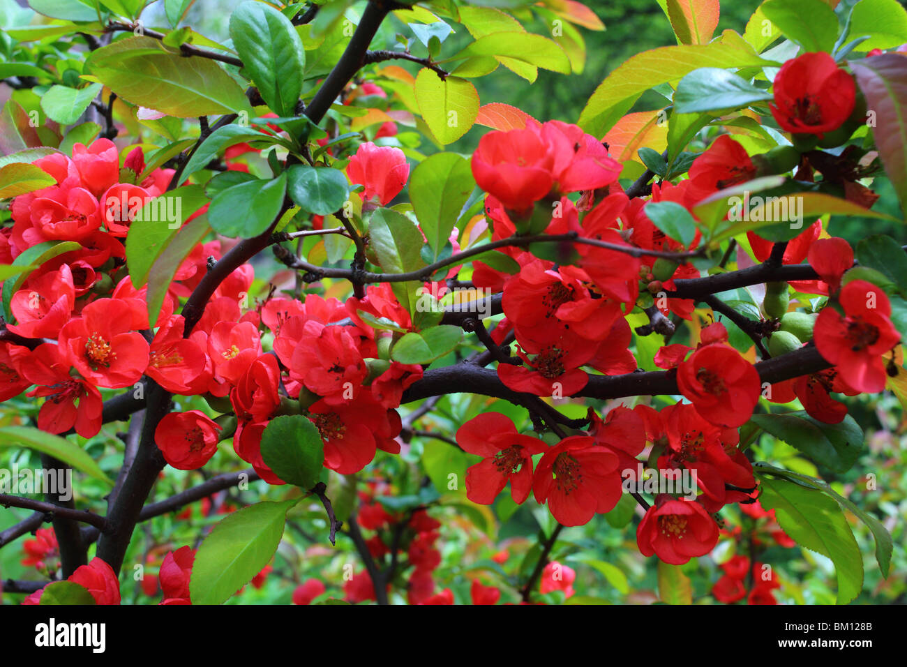 Chaenomeles chinois Banque de photographies et d’images à haute ...