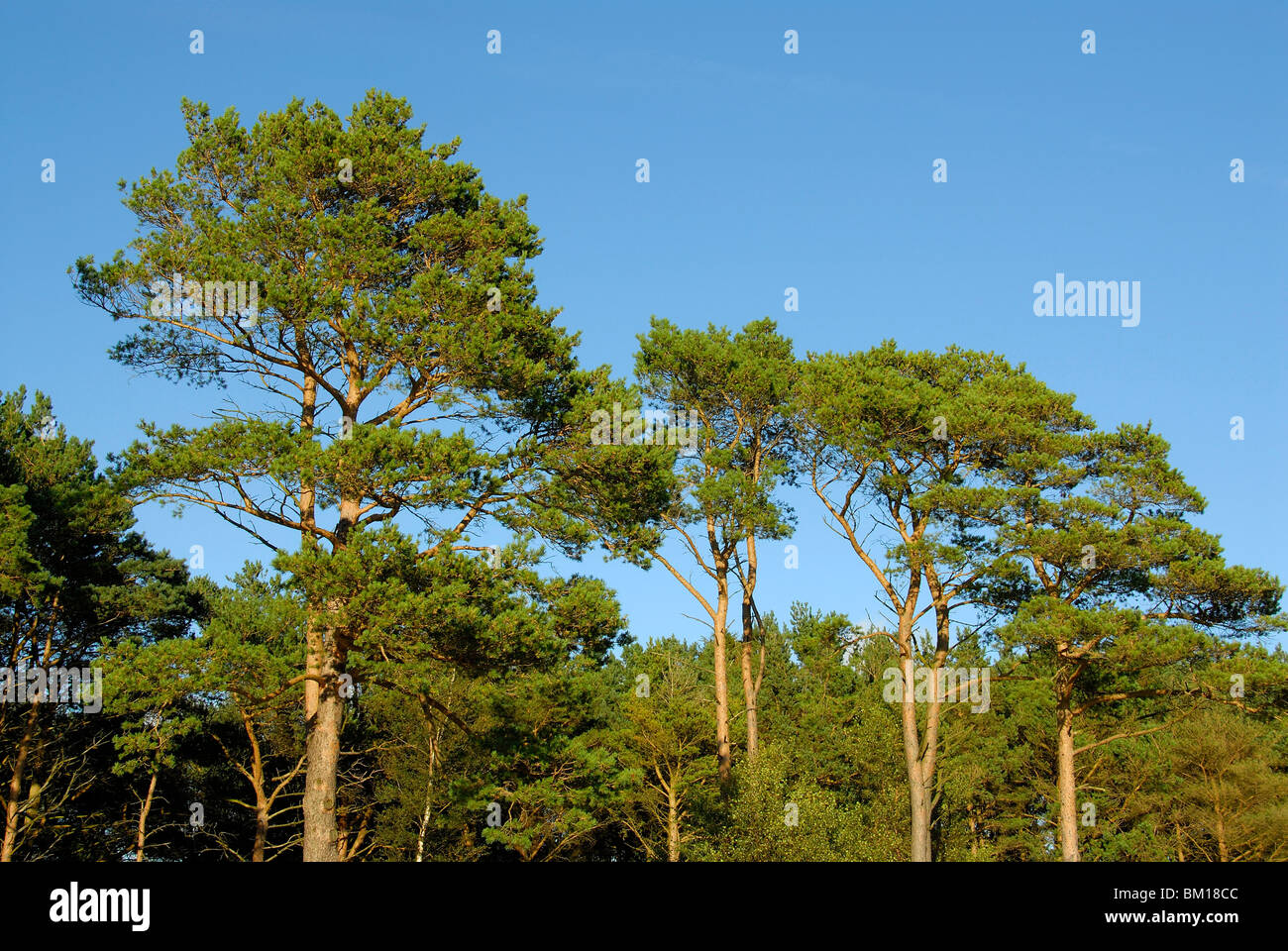 Arbre conifere Banque de photographies et d’images à haute résolution ...