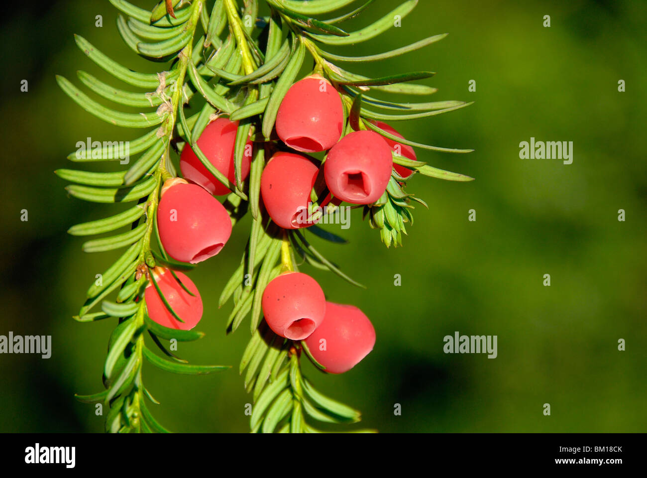Arbre conifere Banque de photographies et d’images à haute résolution ...