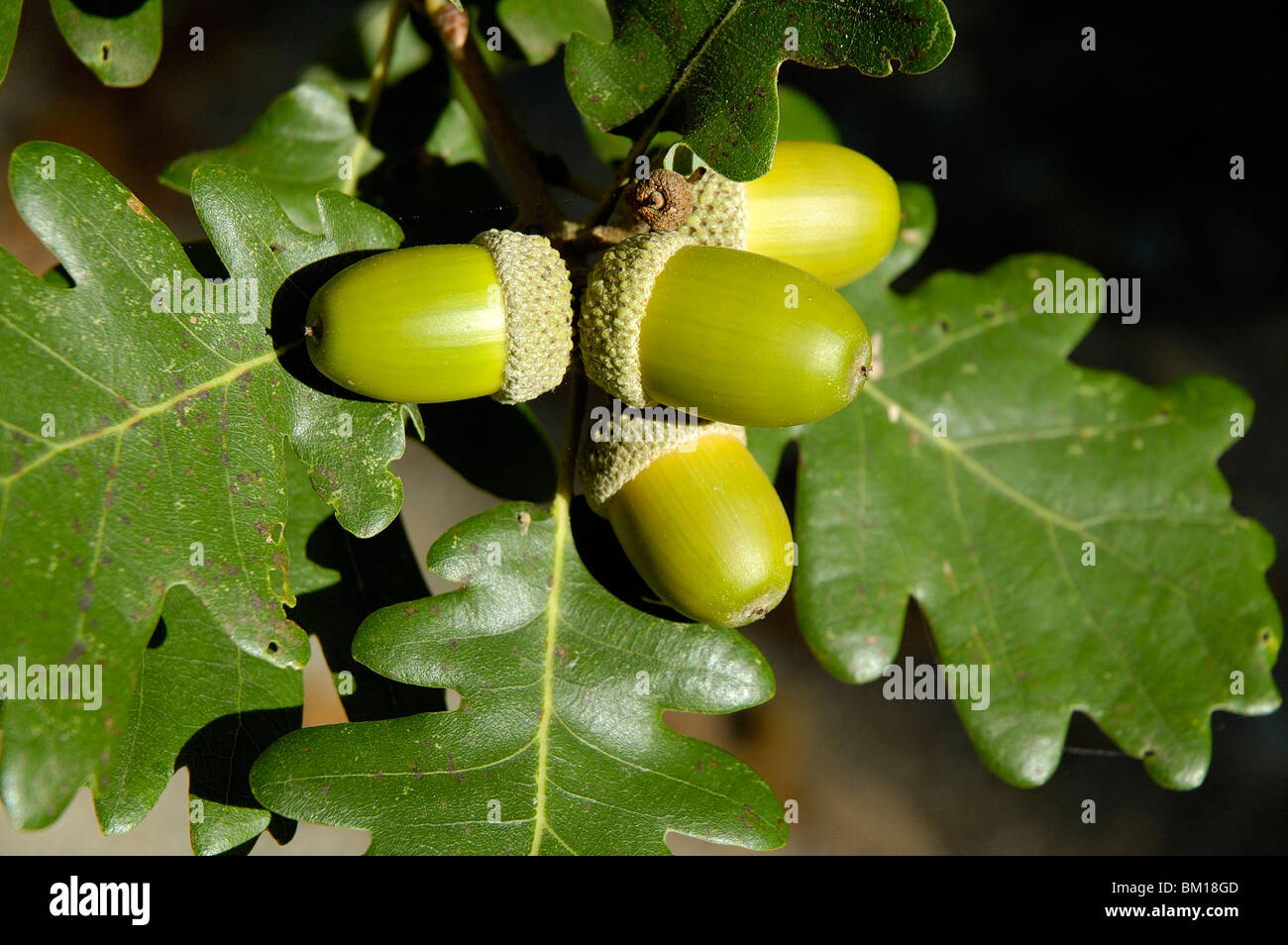 Quercus petraea, feuilles de chêne sessile et acorn Photo Stock - Alamy