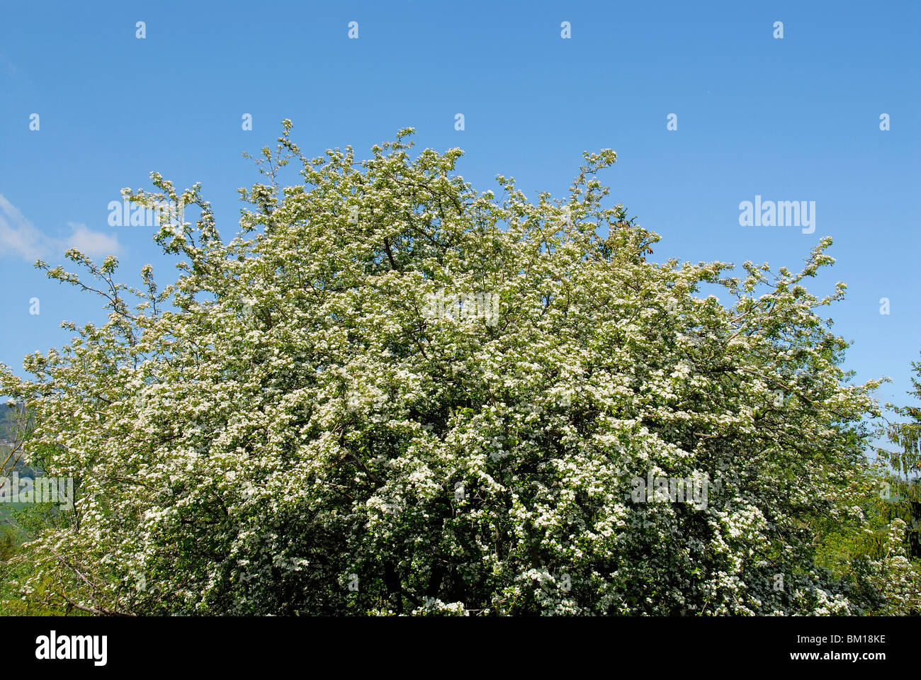 Crataegus sp Banque de photographies et d’images à haute résolution - Alamy