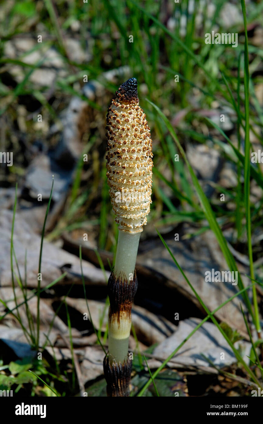 La prêle Equisetum telmateia, grande prêle géante du nord ou Photo ...