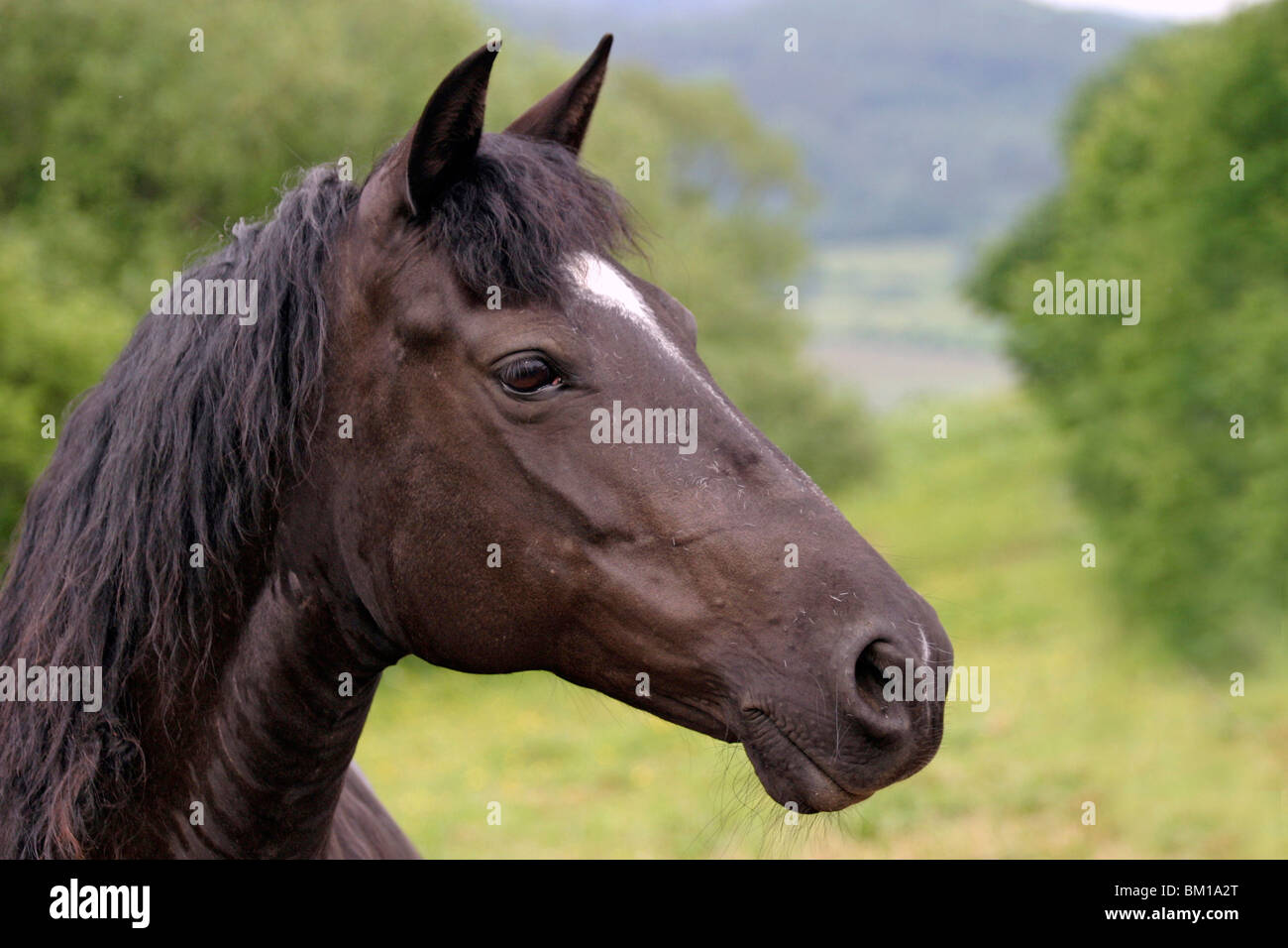 Animaux morgan portrait de cheval Banque de photographies et d’images à ...