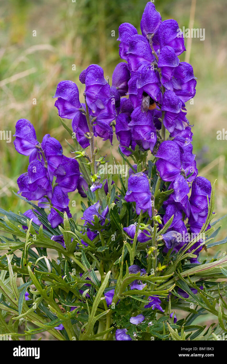 Aconite plant Banque de photographies et d’images à haute résolution ...