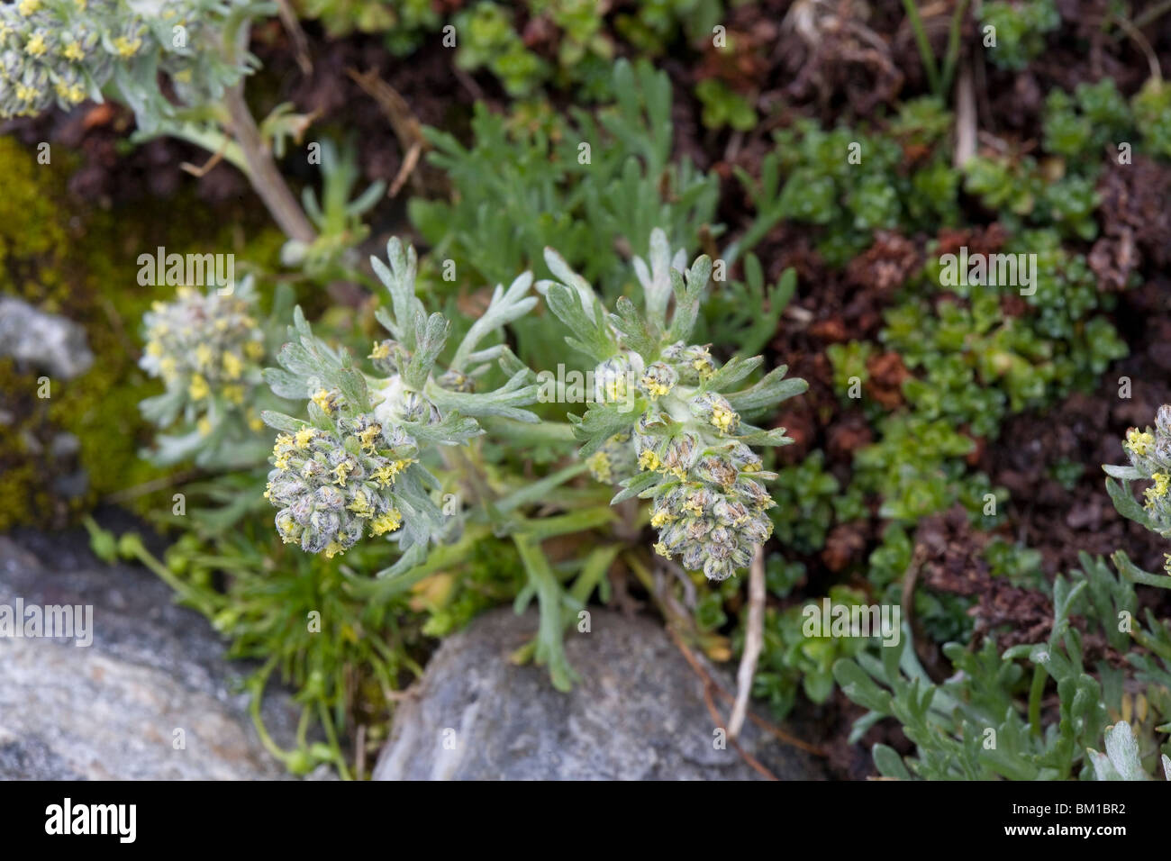 Plant genepi Banque de photographies et d’images à haute résolution - Alamy