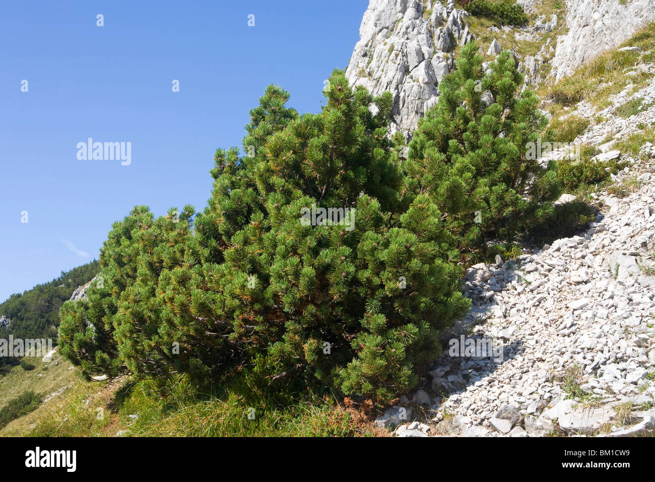 Pinus mughus pin nain, Pino mugo Photo Stock - Alamy