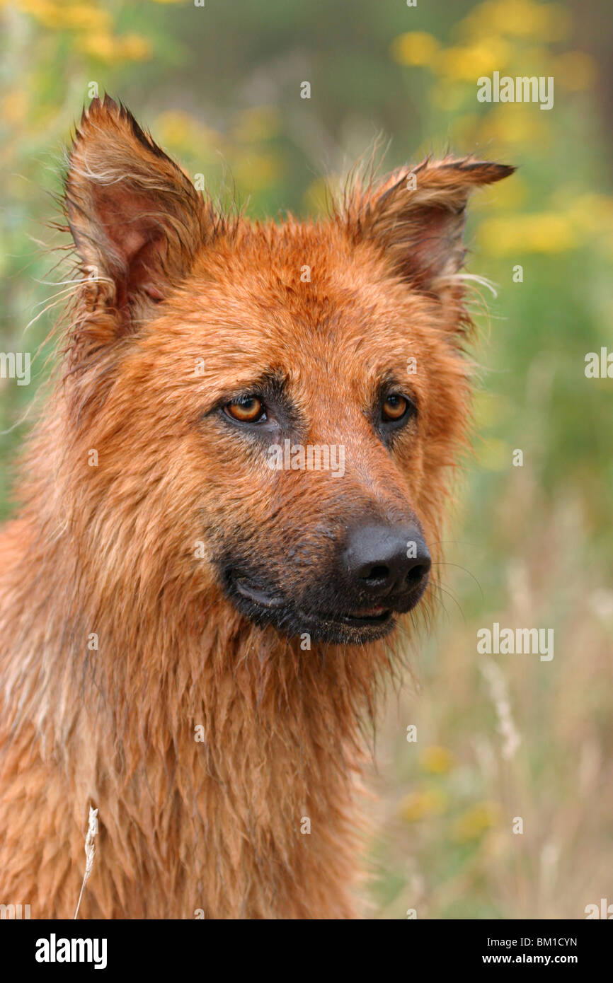 Rot fuchs Banque de photographies et d’images à haute résolution - Alamy