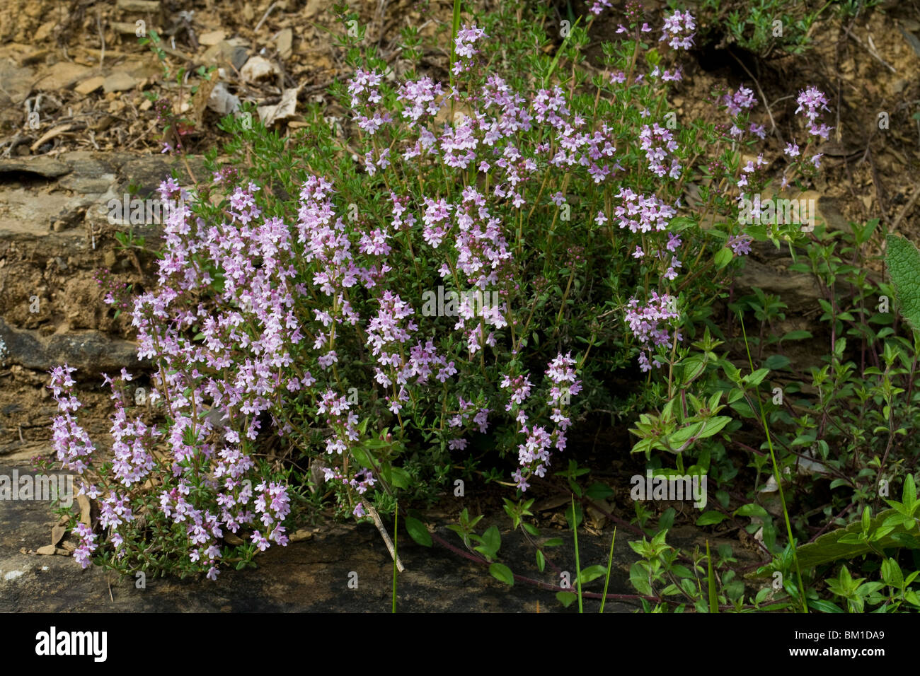 Notre thymus Banque de photographies et d’images à haute résolution - Alamy