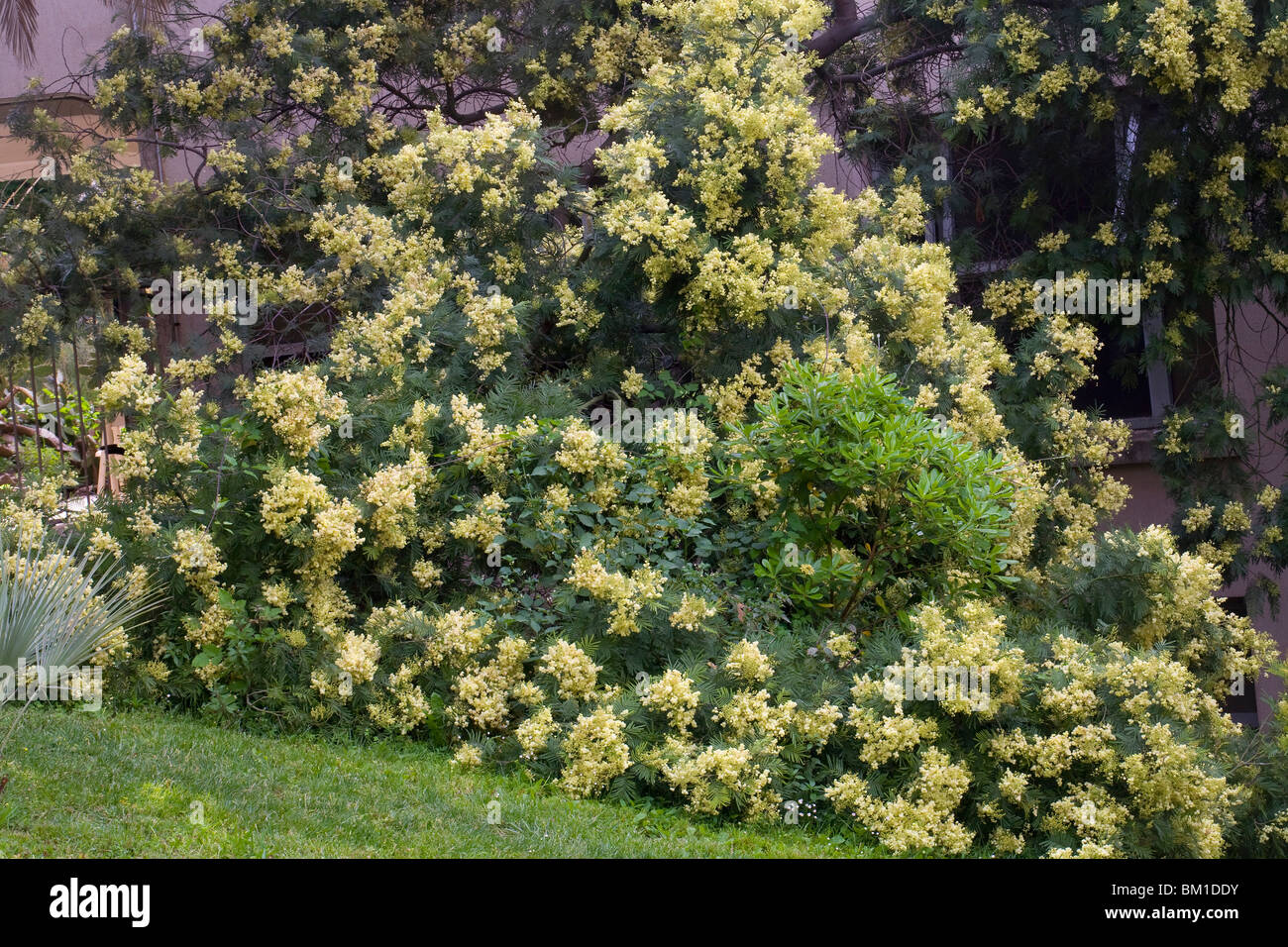 Acacia acacia sp Banque de photographies et d’images à haute résolution ...