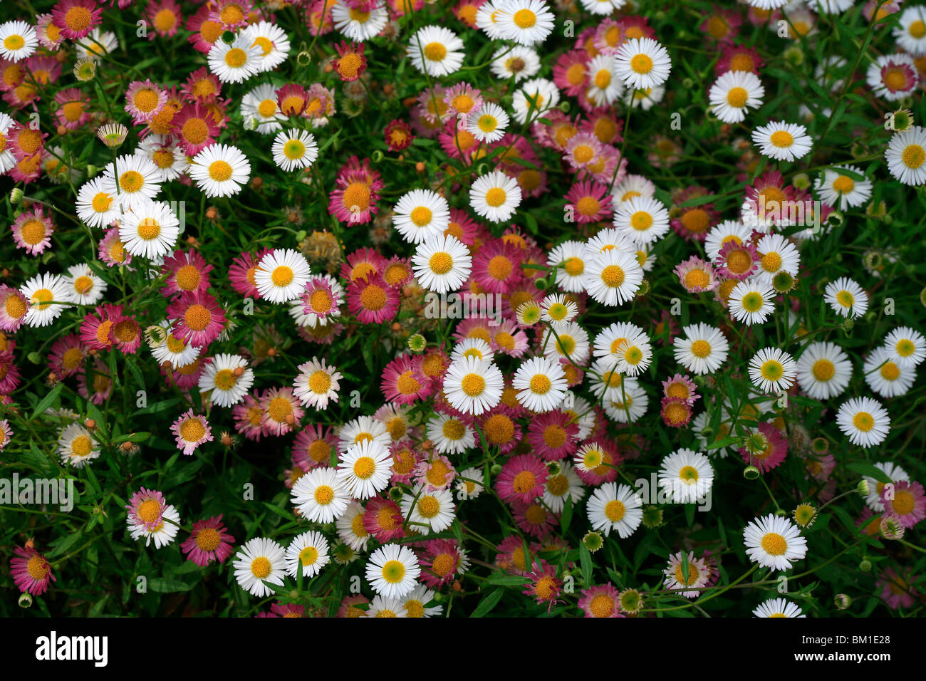 Erigeron karvinskianus mucronatus Banque de photographies et d’images à ...