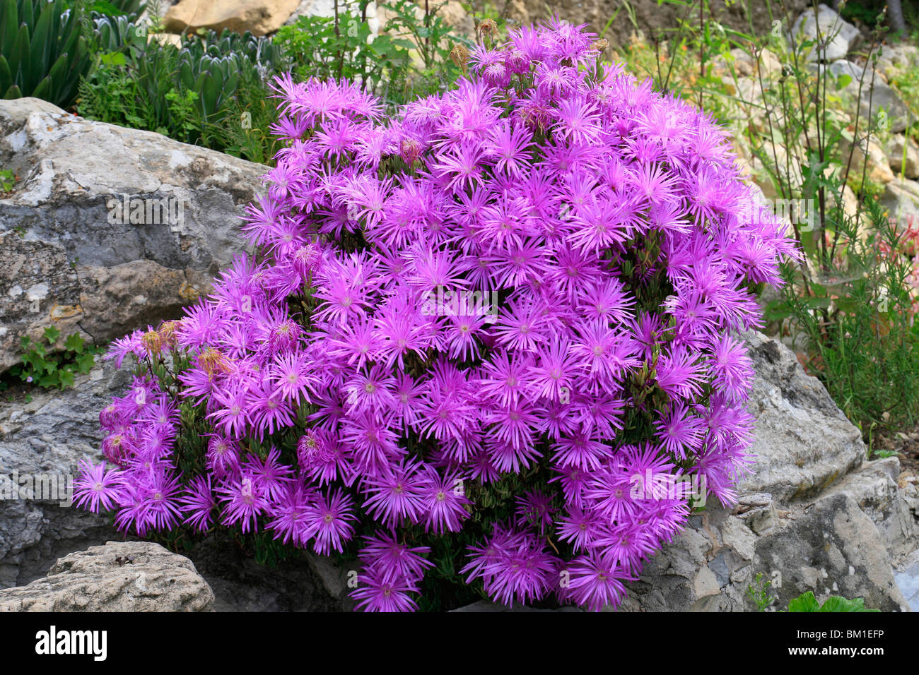 Lampranthus roseus Banque de photographies et d’images à haute ...