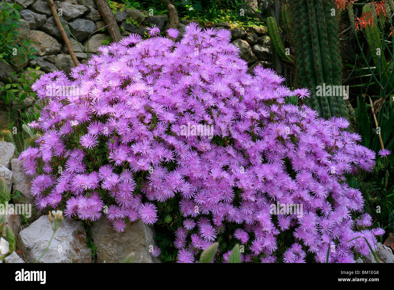 Lampranthus roseus Banque de photographies et d’images à haute ...