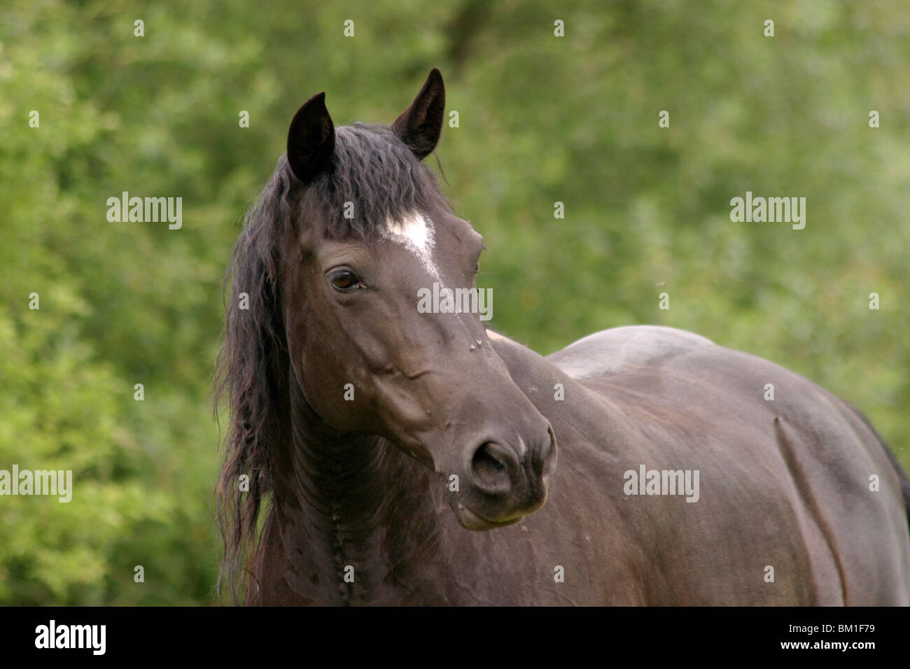 Animaux morgan portrait de cheval Banque de photographies et d’images à ...