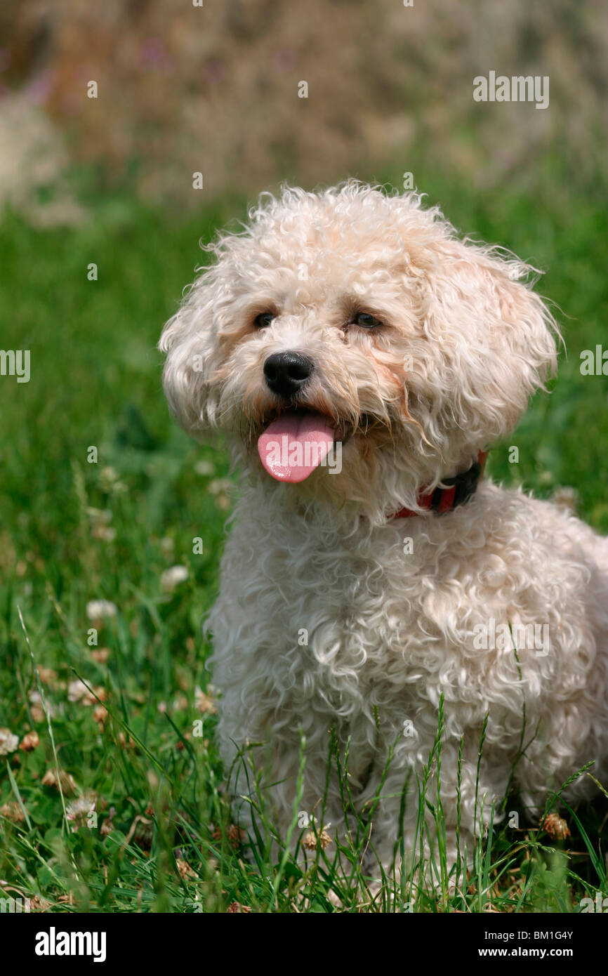 Bolonka Zwetna chien assis Photo Stock - Alamy