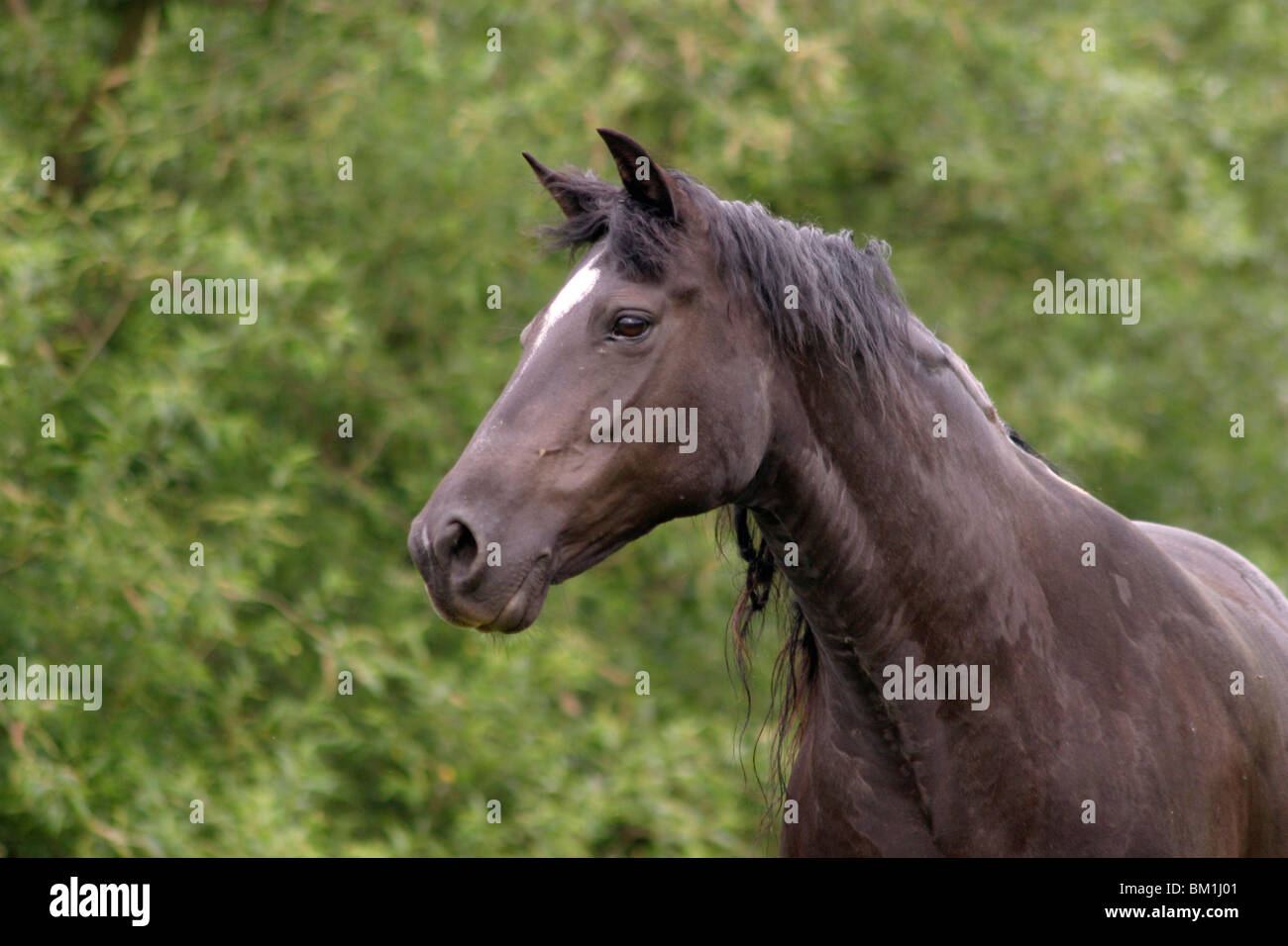Animaux morgan portrait de cheval Banque de photographies et d’images à ...