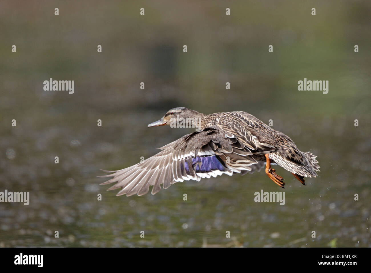 Canard colvert en vol Banque de photographies et d’images à haute ...