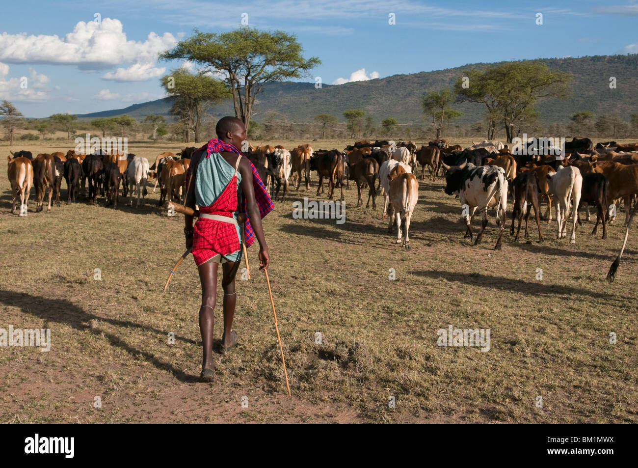 Masai cattle Banque de photographies et d’images à haute résolution - Alamy