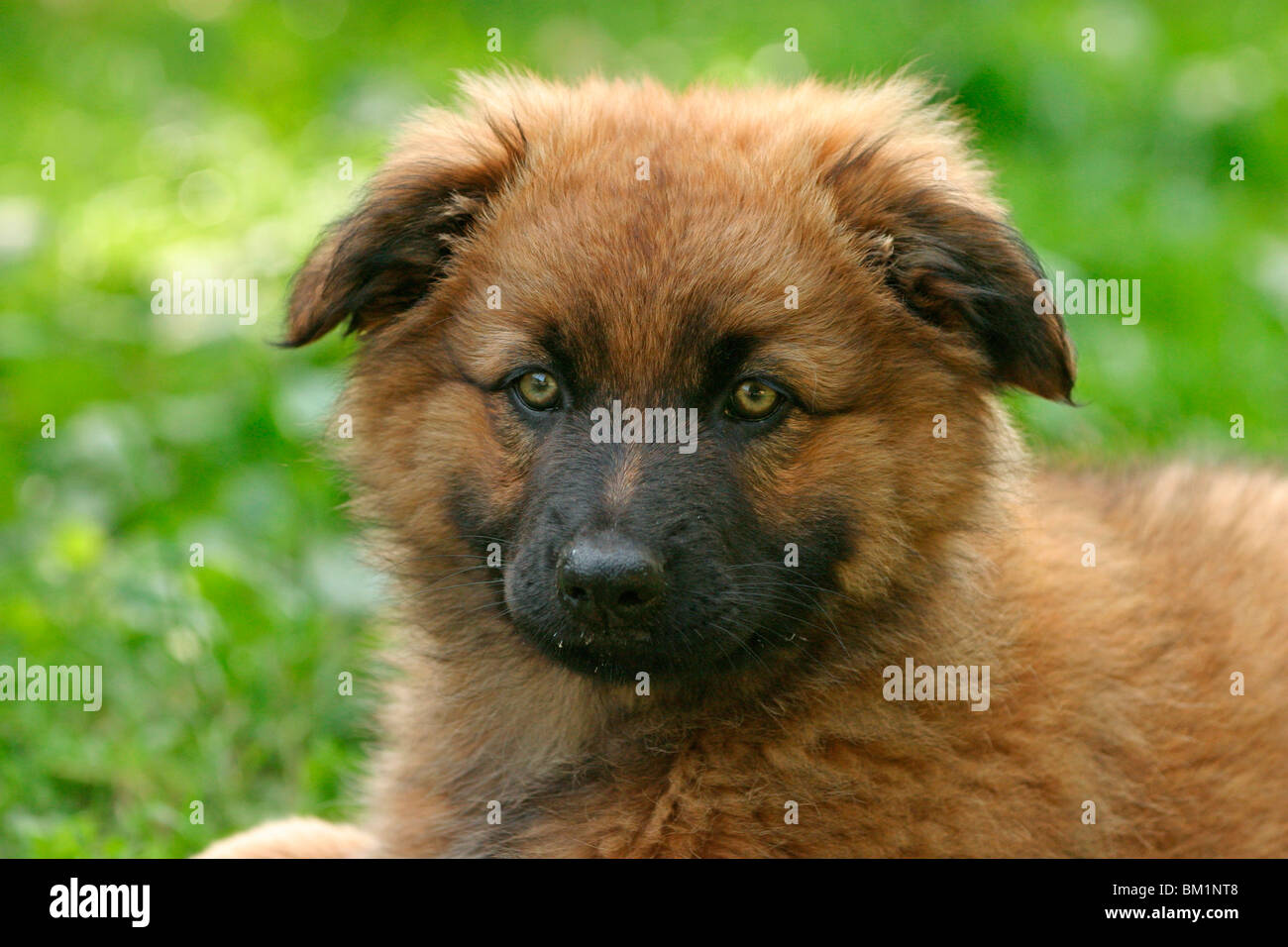 Rot fuchs Banque de photographies et d’images à haute résolution - Alamy
