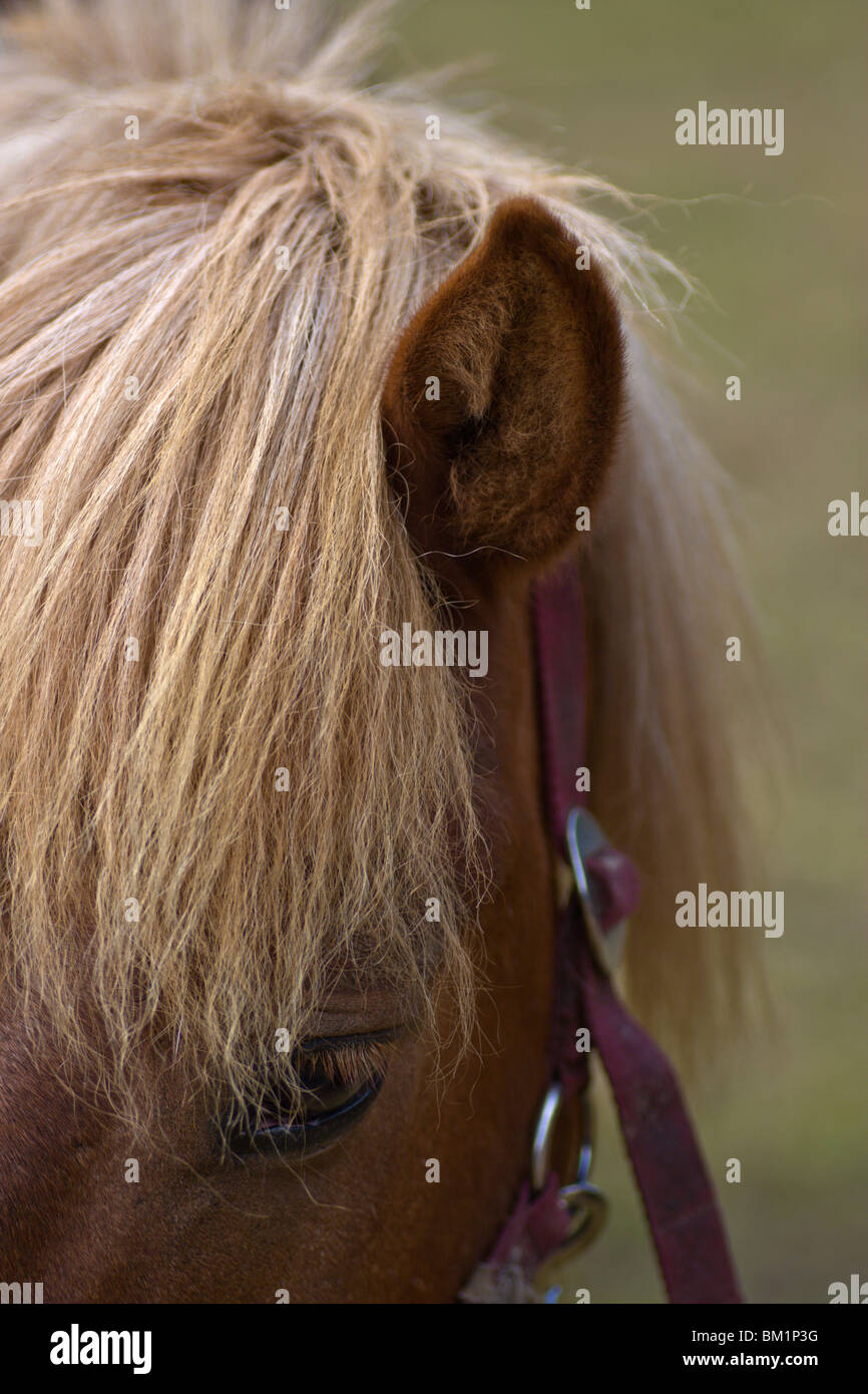 Oreille De Cheval Banque d'image et photos - Alamy