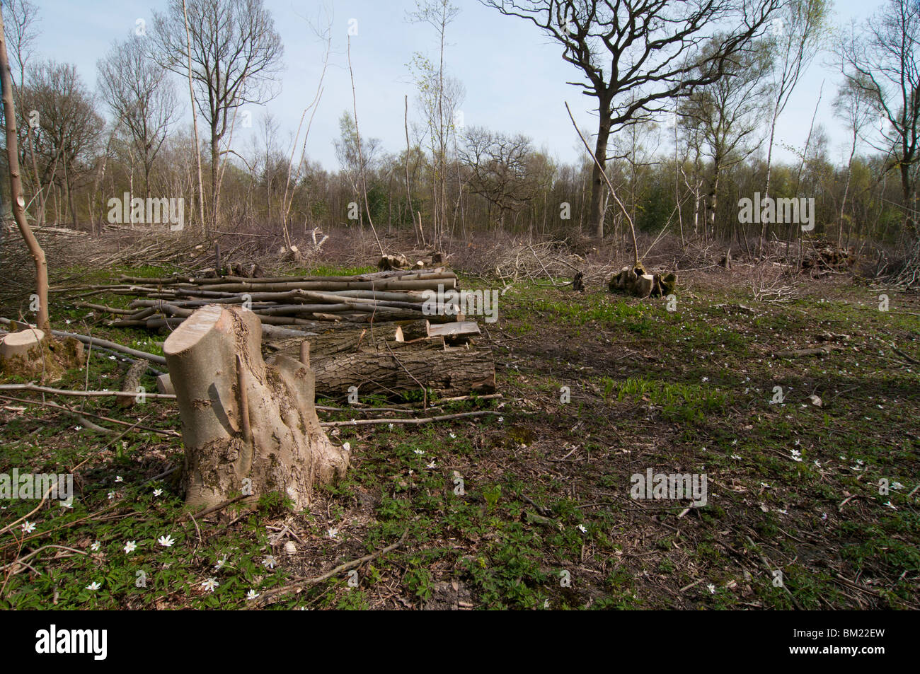 Taillis taillis Banque de photographies et d’images à haute résolution ...