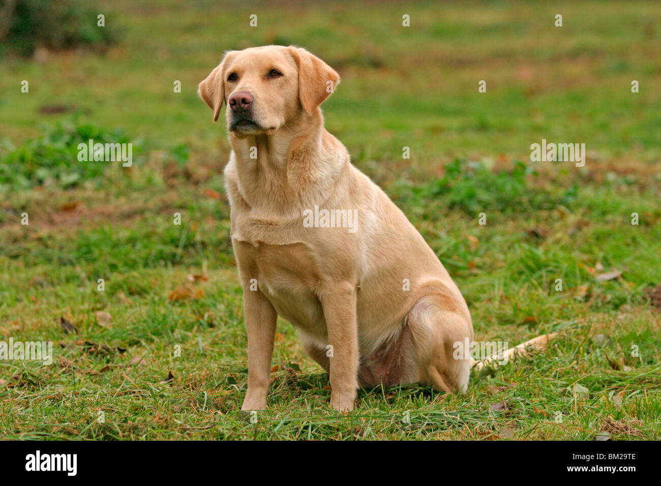 De taille labrador Banque de photographies et d’images à haute ...