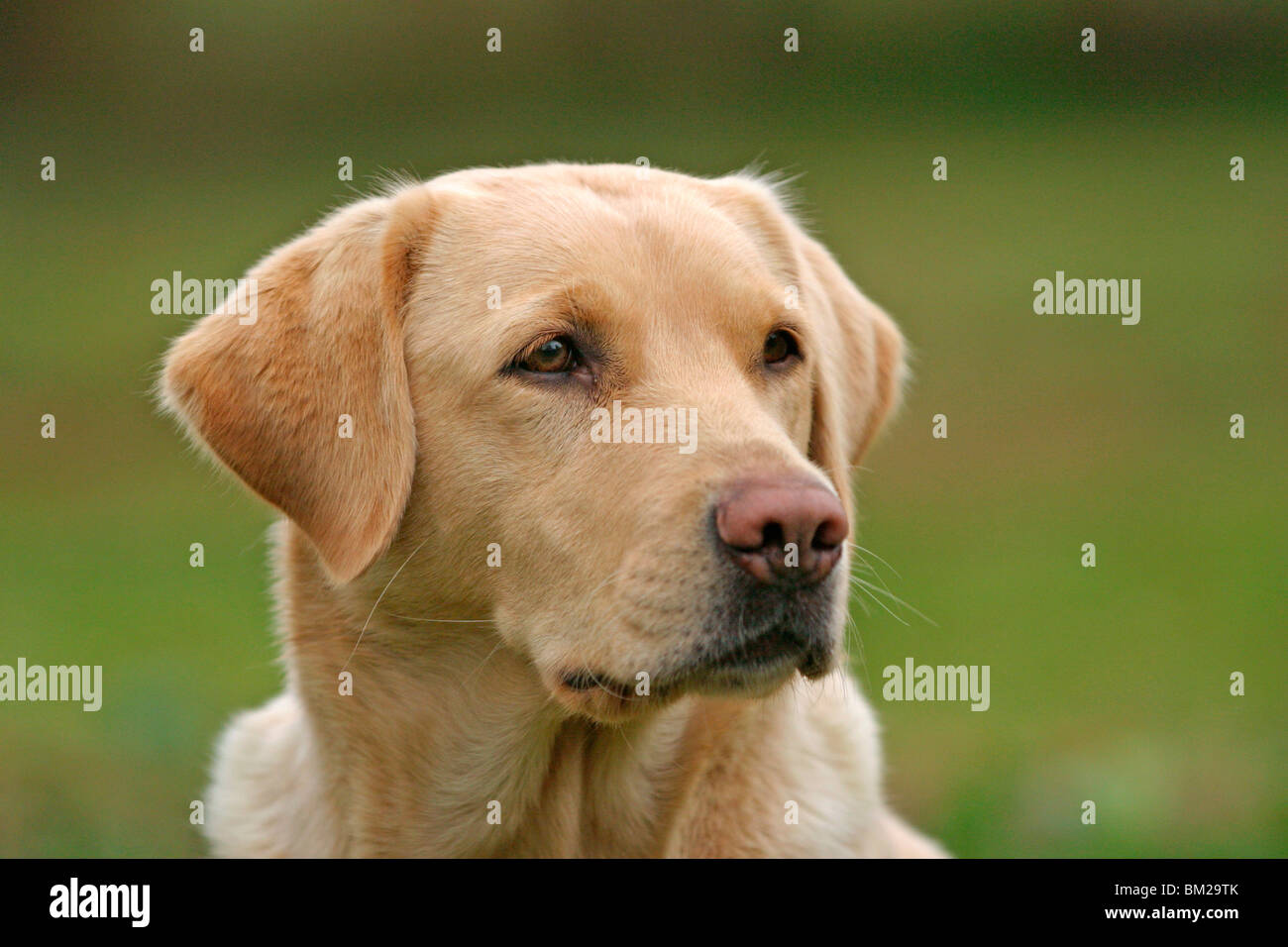 De taille labrador Banque de photographies et d’images à haute ...