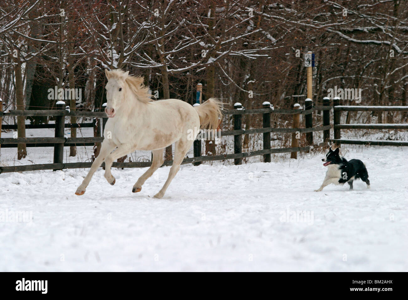 Hund pferd Banque de photographies et d’images à haute résolution - Alamy