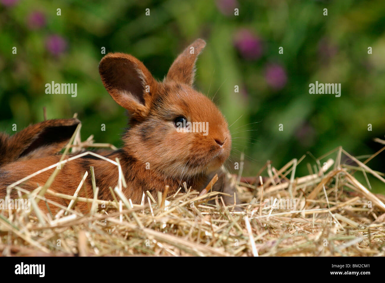 Braunes kaninchen lapin brun Banque de photographies et d’images à haute résolution - Alamy