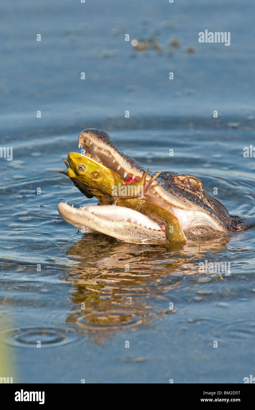 Poisson alligator Banque de photographies et d’images à haute ...