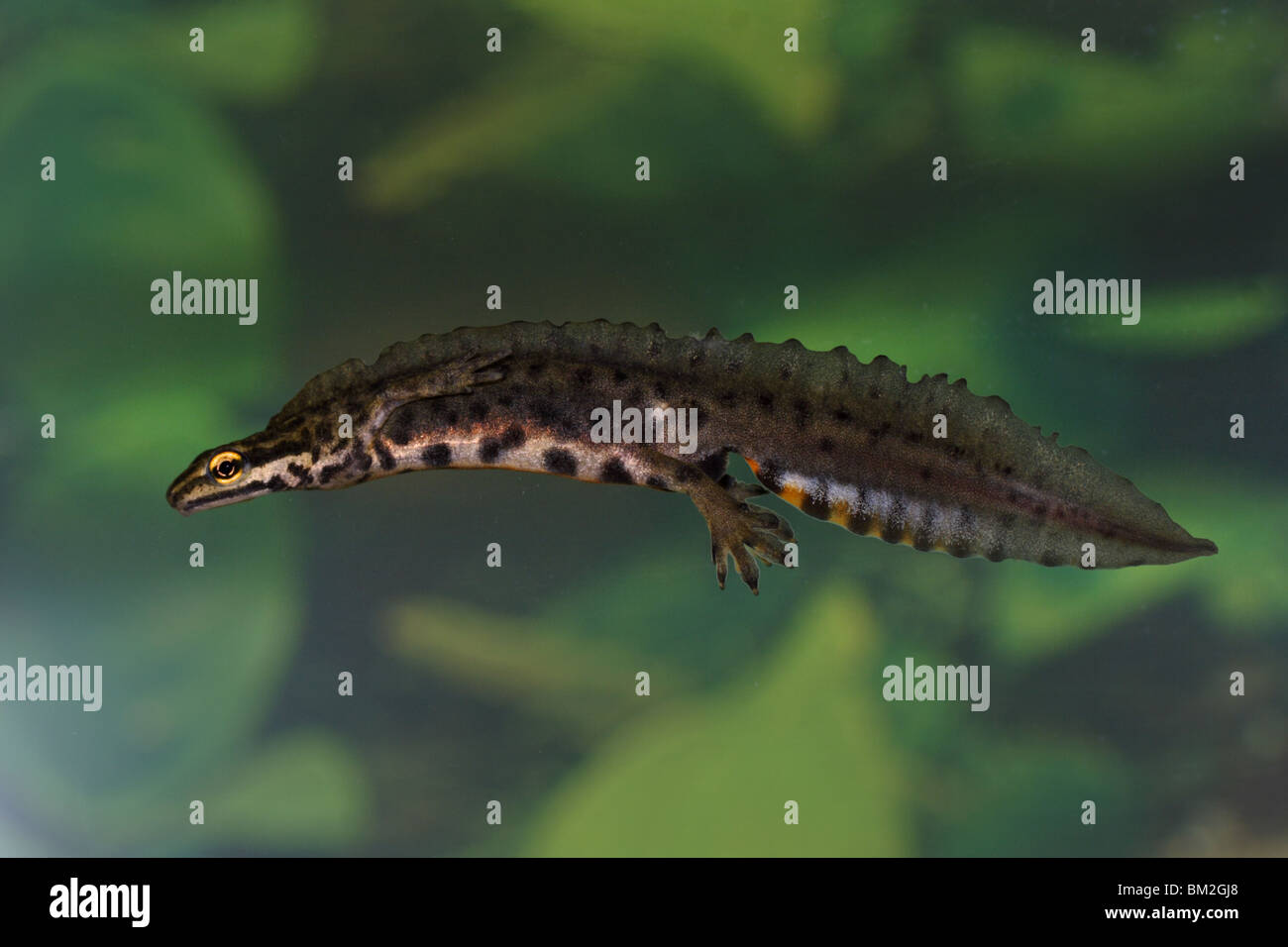 Teichmolch Molch, Triturus vulgaris,, Lissotriton, Commun, Newt Photo ...