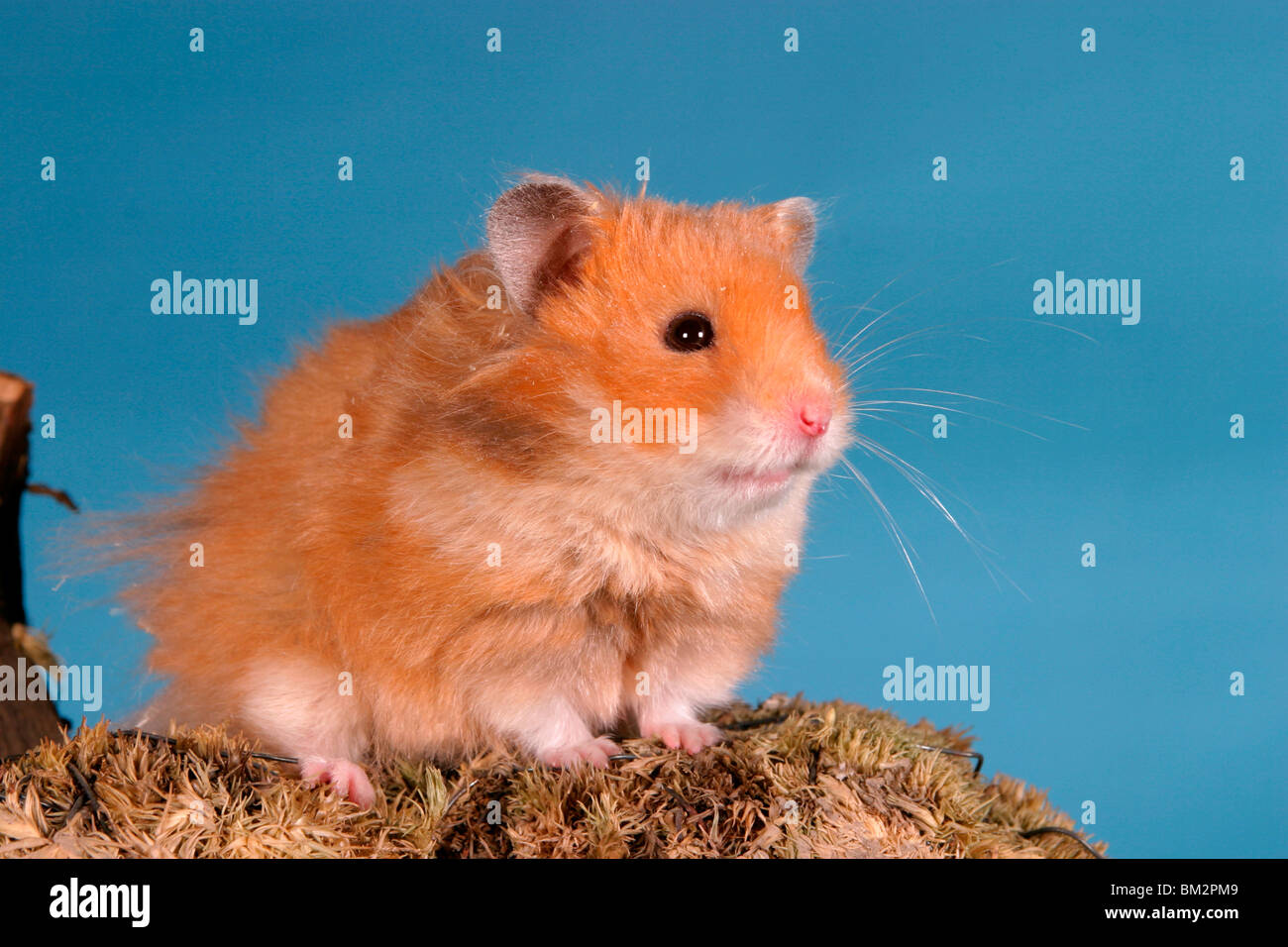 Long haired hamster Banque de photographies et d’images à haute ...
