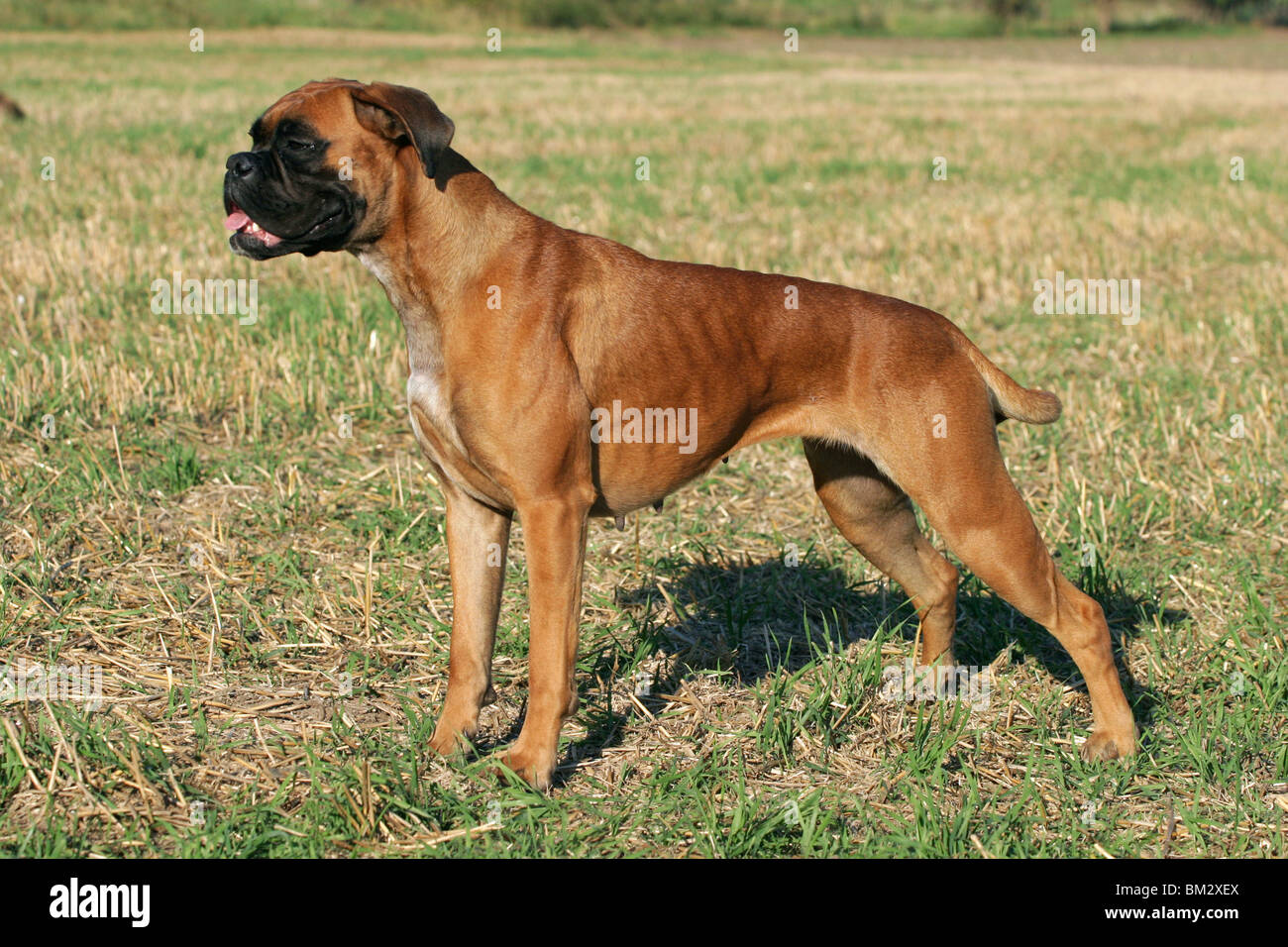 Deutscher boxer Banque de photographies et d’images à haute résolution ...